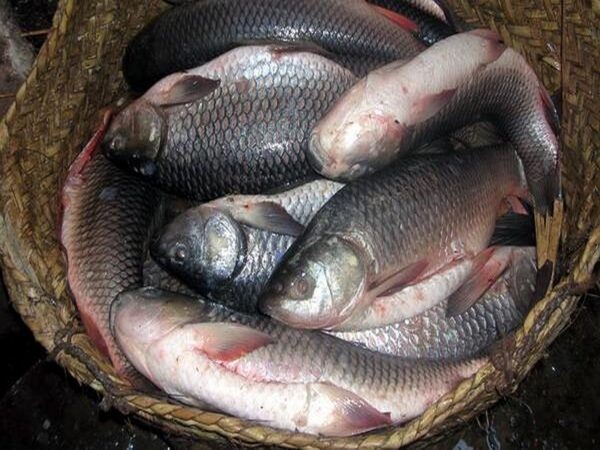 Keenjhar Lake Land Two – Aquaculture Technologies | Int'l Consultant